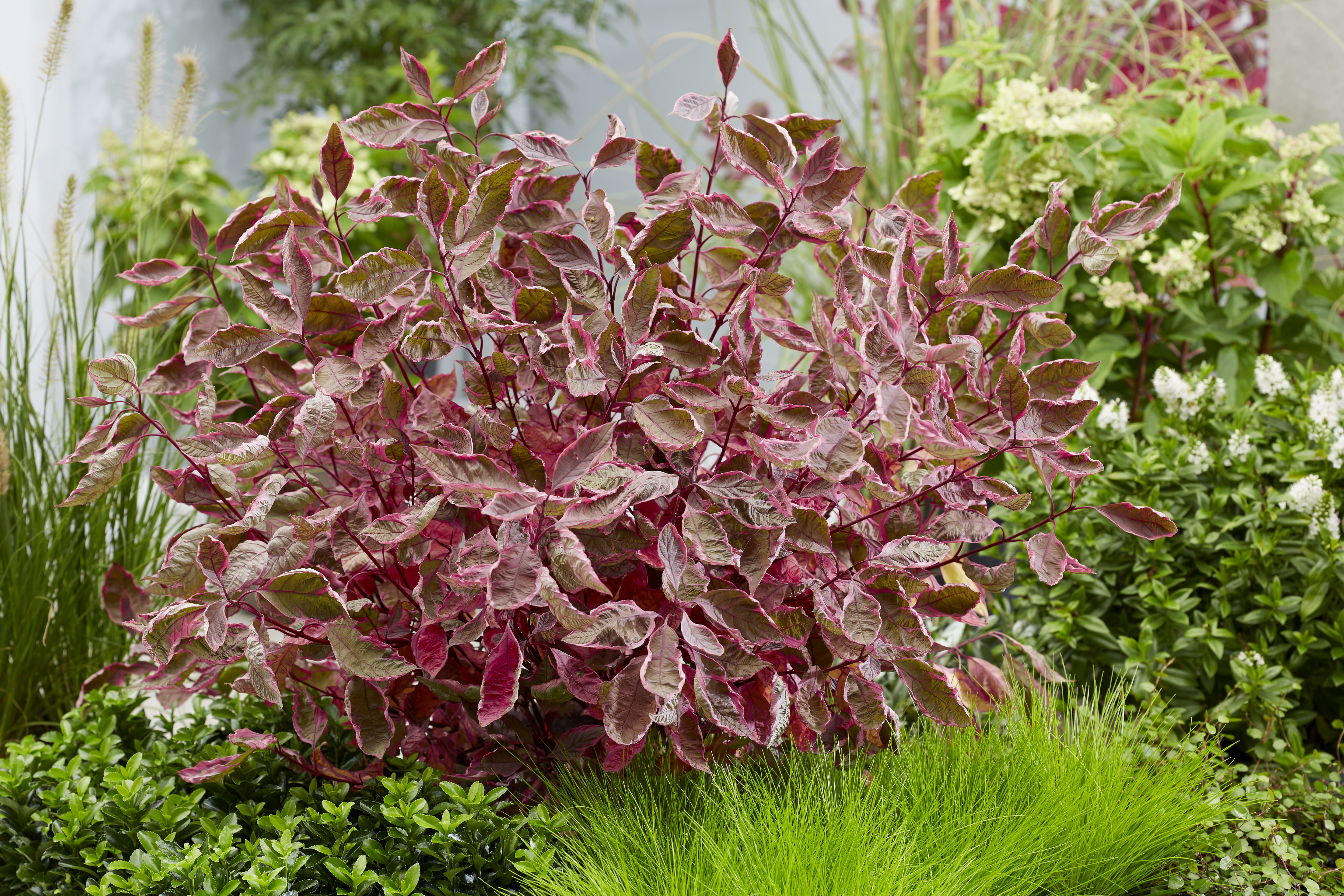Concept Plants | Cornus alba Sgt. Pepper® ('Verpaalen2') PP34,377